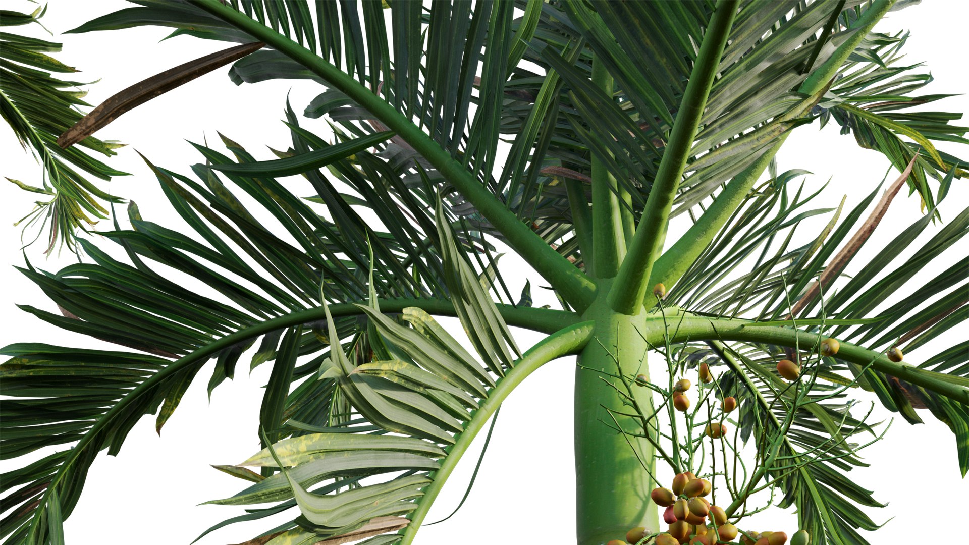 3D Areca catechu - Betel Nut Palm - Pinang Sirih - TurboSquid 2082298