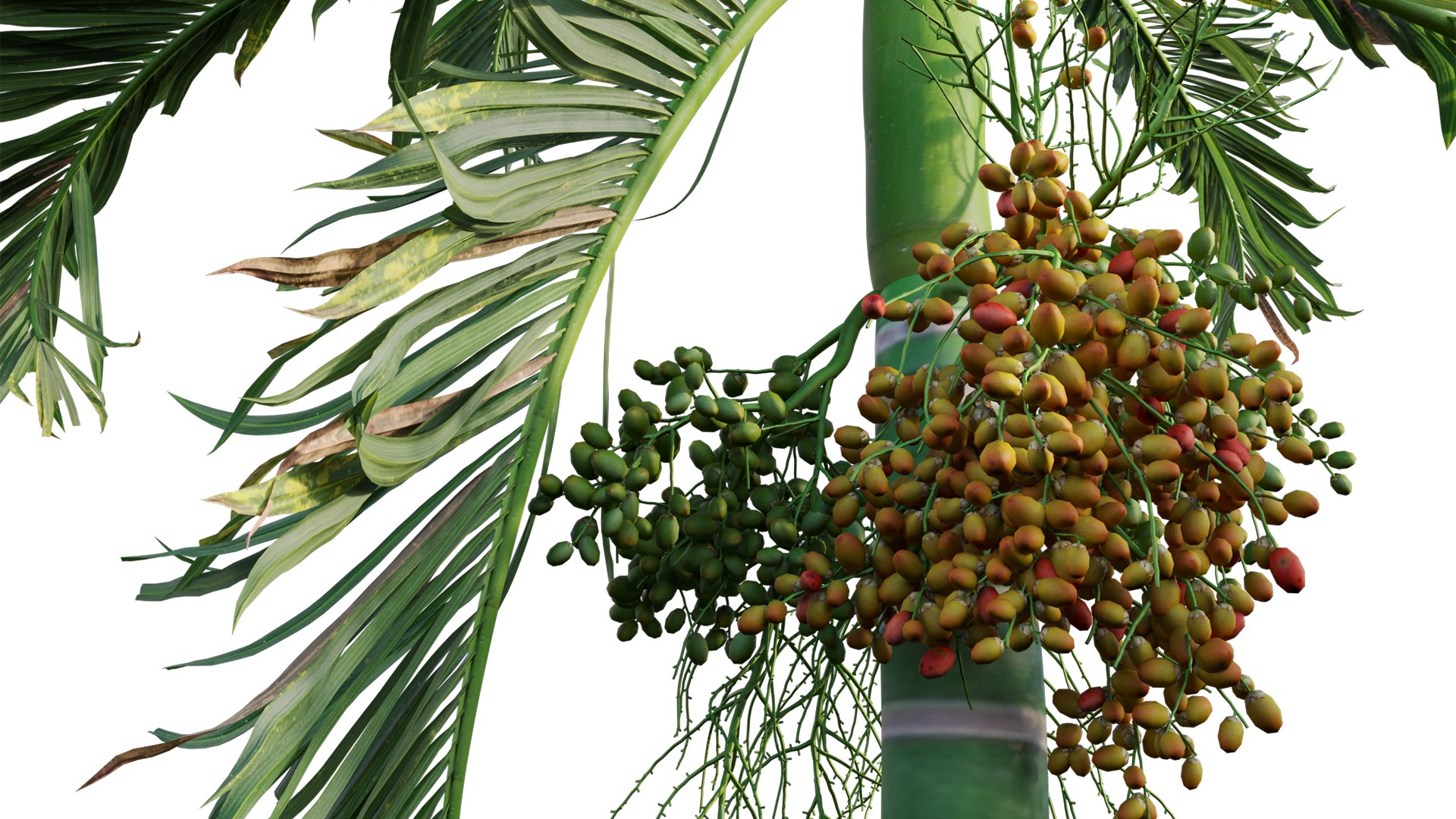 3D Areca catechu - Betel Nut Palm - Pinang Sirih - TurboSquid 2082298