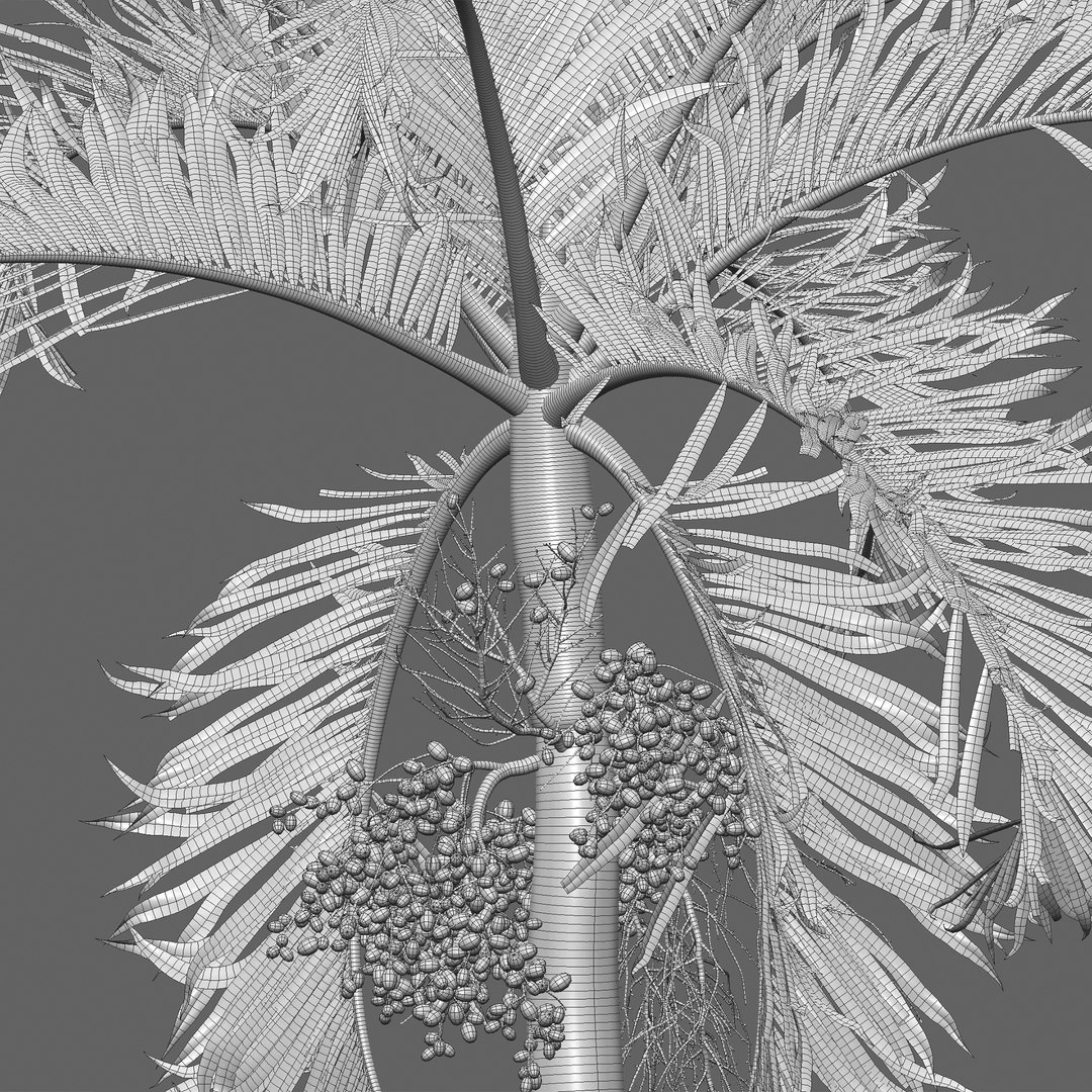 3D Areca catechu - Betel Nut Palm - Pinang Sirih - TurboSquid 2082298