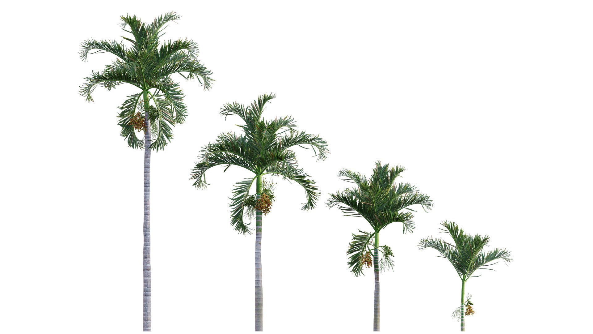 3D Areca catechu - Betel Nut Palm - Pinang Sirih - TurboSquid 2082298