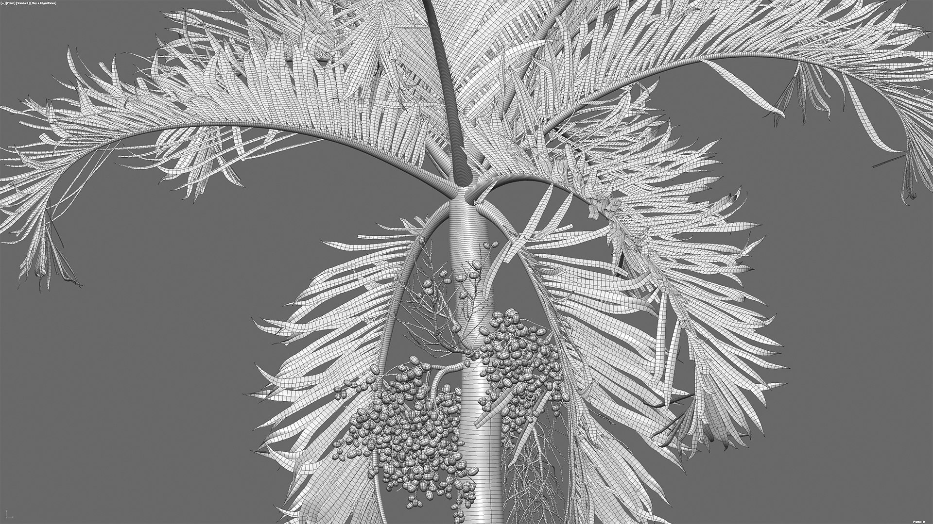 3D Areca catechu - Betel Nut Palm - Pinang Sirih - TurboSquid 2082298