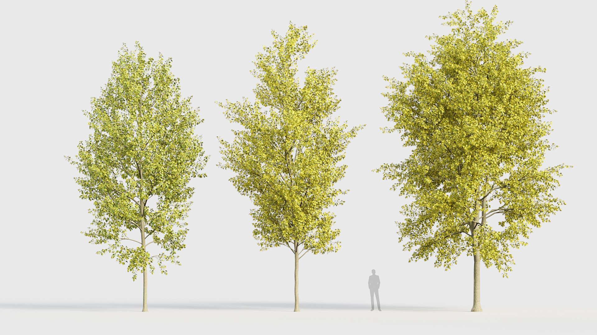 Populus X Canadensis 3D Model - TurboSquid 2110669