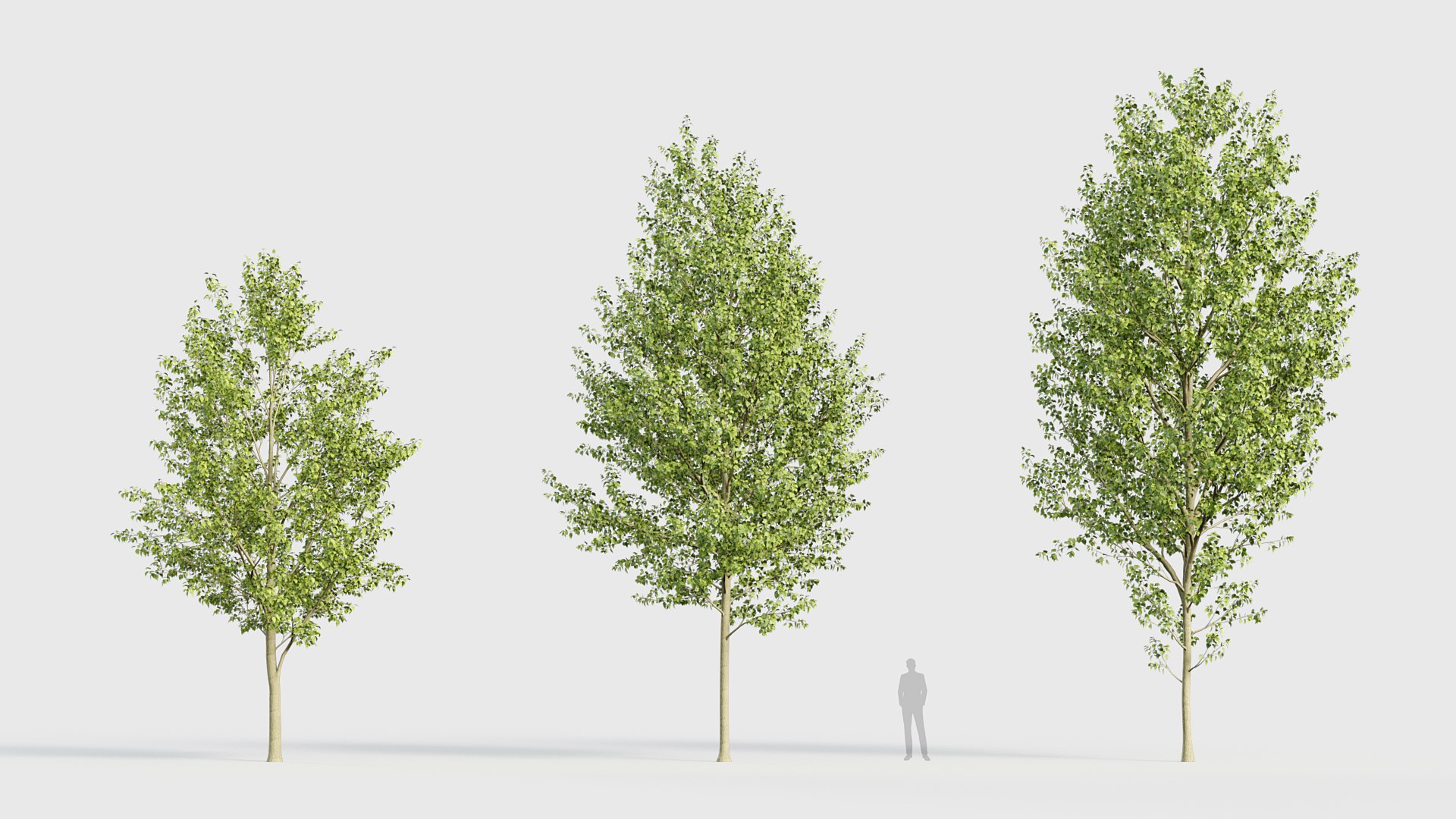 Populus X Canadensis 3D Model - TurboSquid 2110669