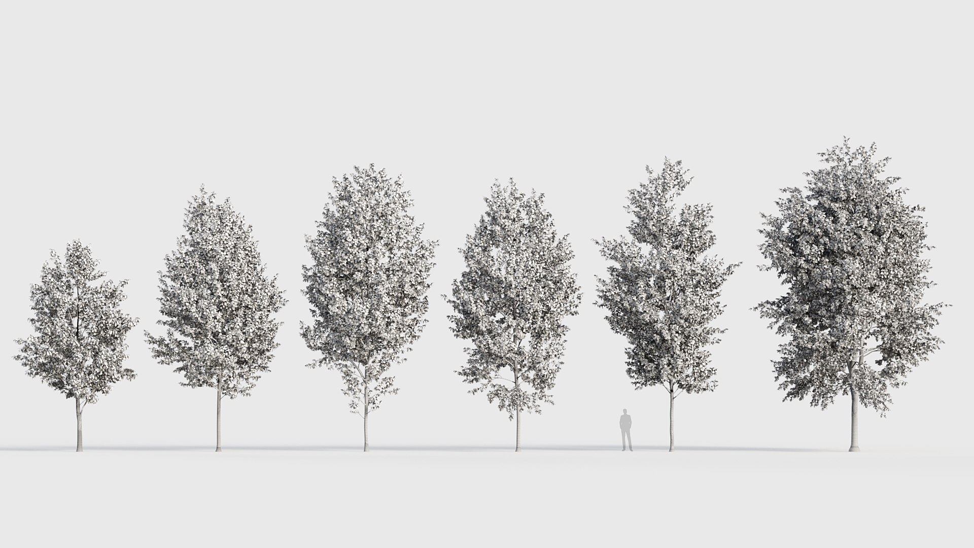 Populus X Canadensis 3D Model - TurboSquid 2110669