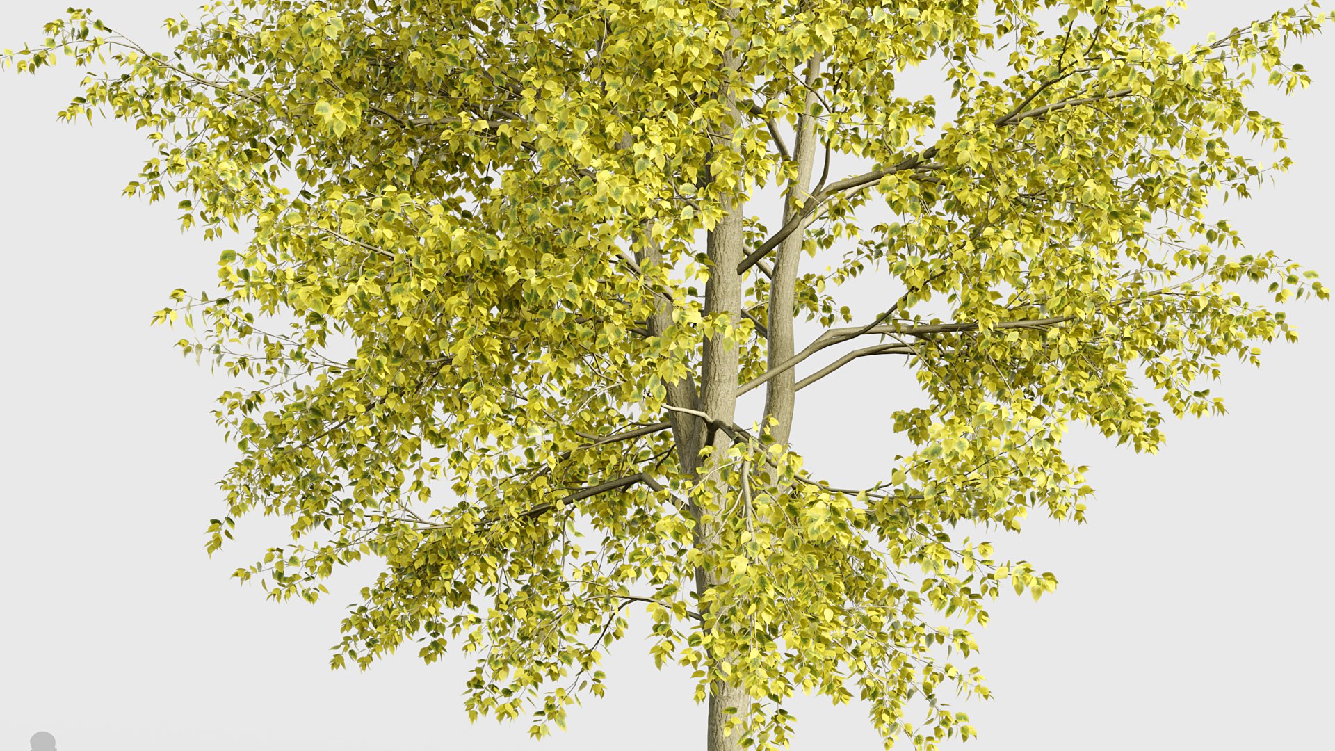 Populus X Canadensis 3D Model - TurboSquid 2110669