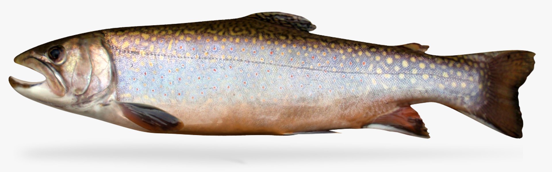 Brook Trout 3D Model - TurboSquid 1194575
