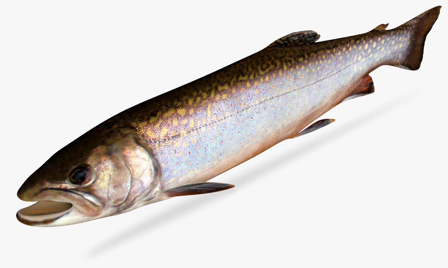Brook Trout 3D Model - TurboSquid 1194575