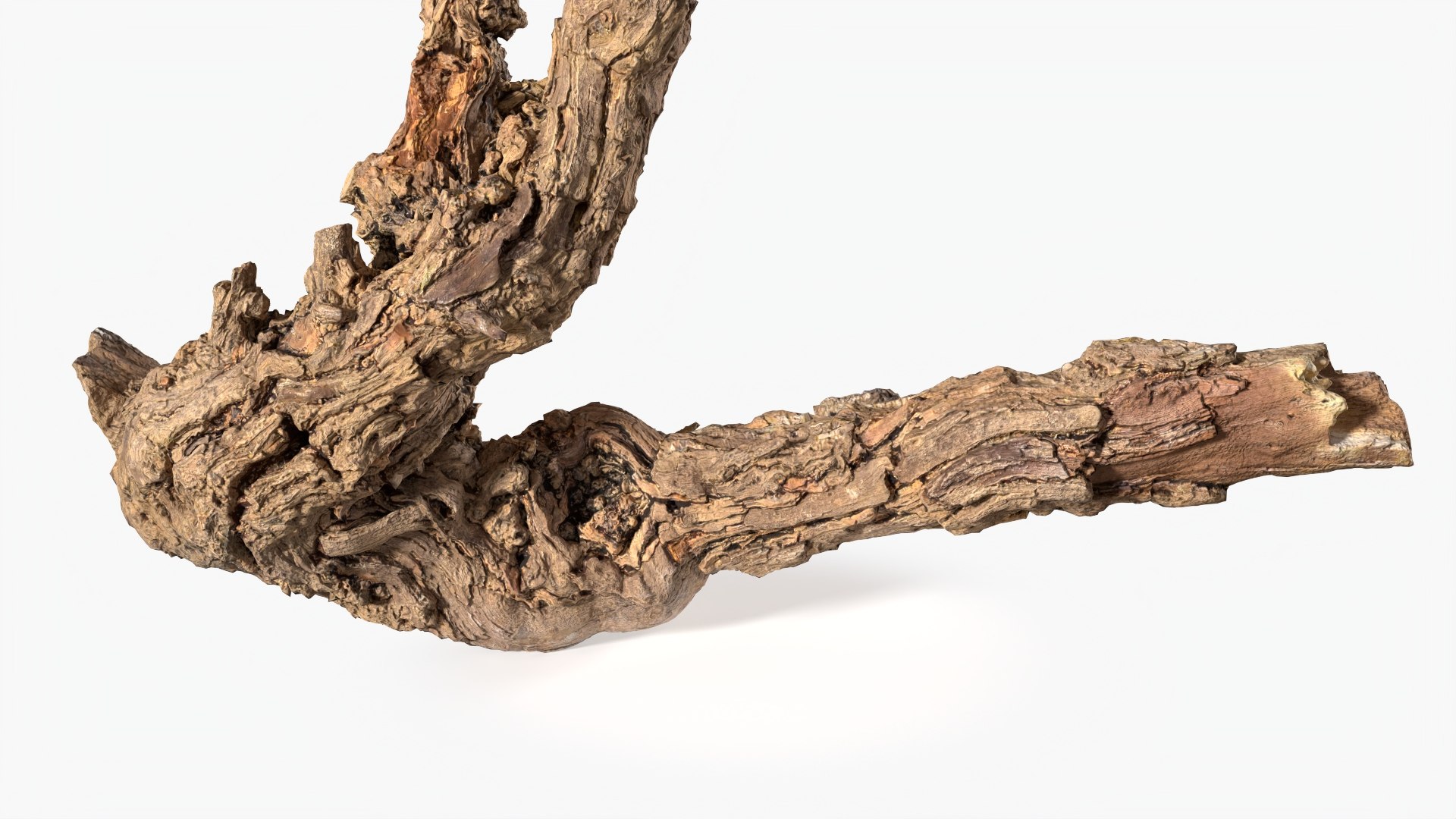 Grapevine Bark 3D Scanned 02 StemCell 3D Model - TurboSquid 2282649