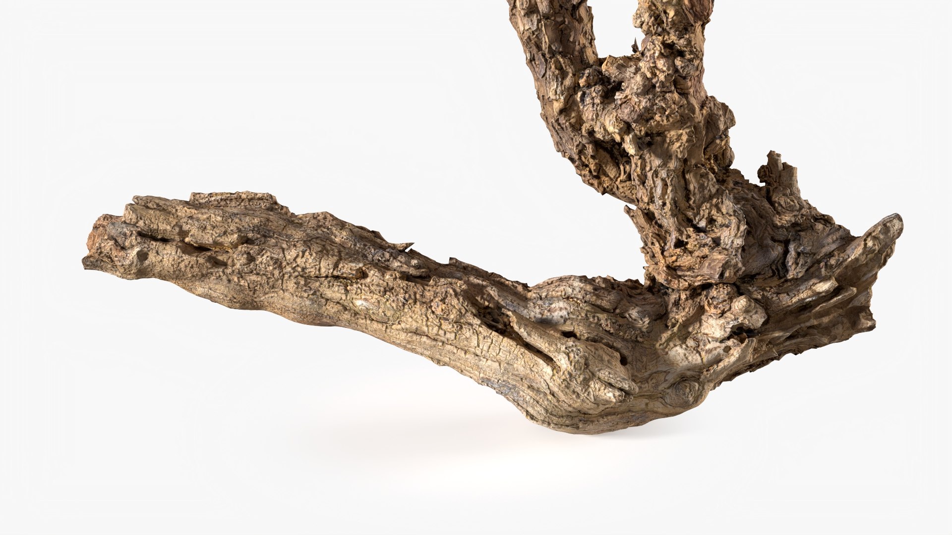 Grapevine Bark 3D Scanned 02 StemCell 3D Model - TurboSquid 2282649