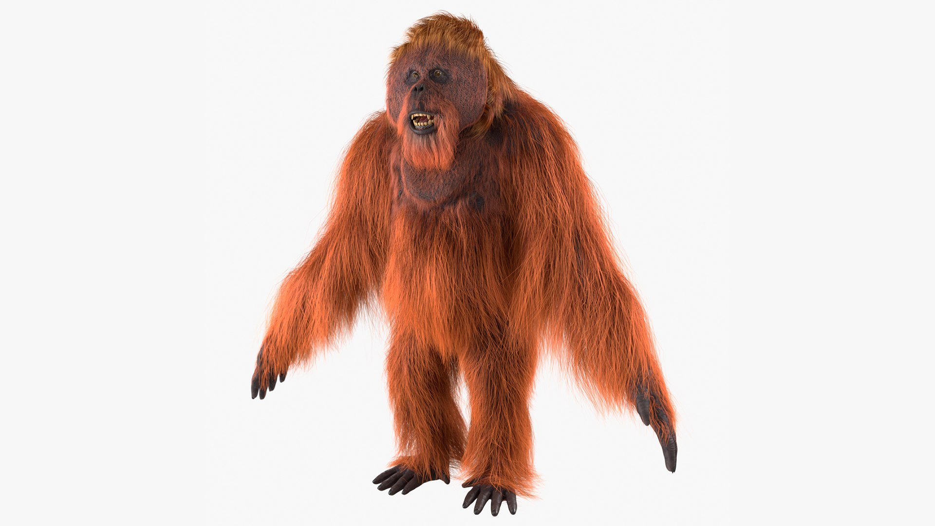 Male Orangutan T-pose Fur 3D Model - TurboSquid 1985289