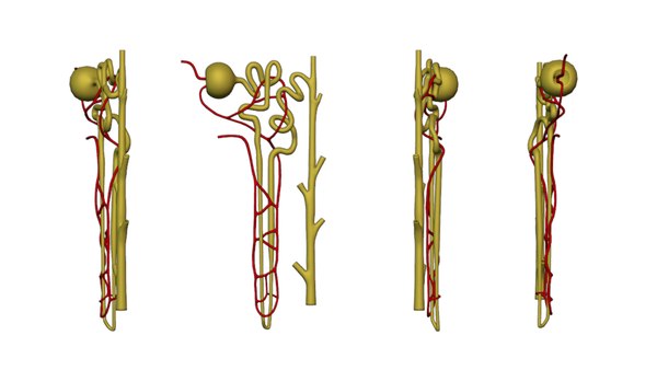 3D Kidney Nephron Structure Anatomy model - TurboSquid 2035274