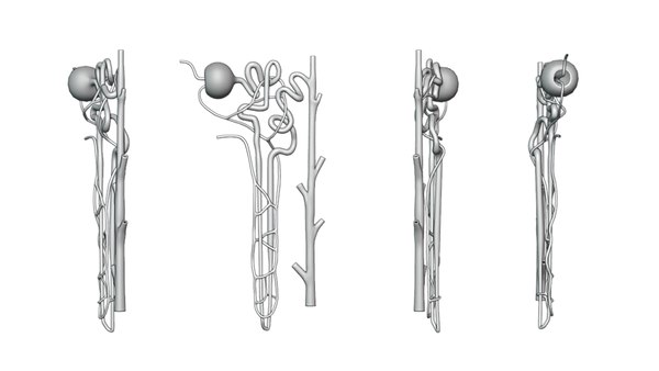 3D Kidney Nephron Structure Anatomy model - TurboSquid 2035274