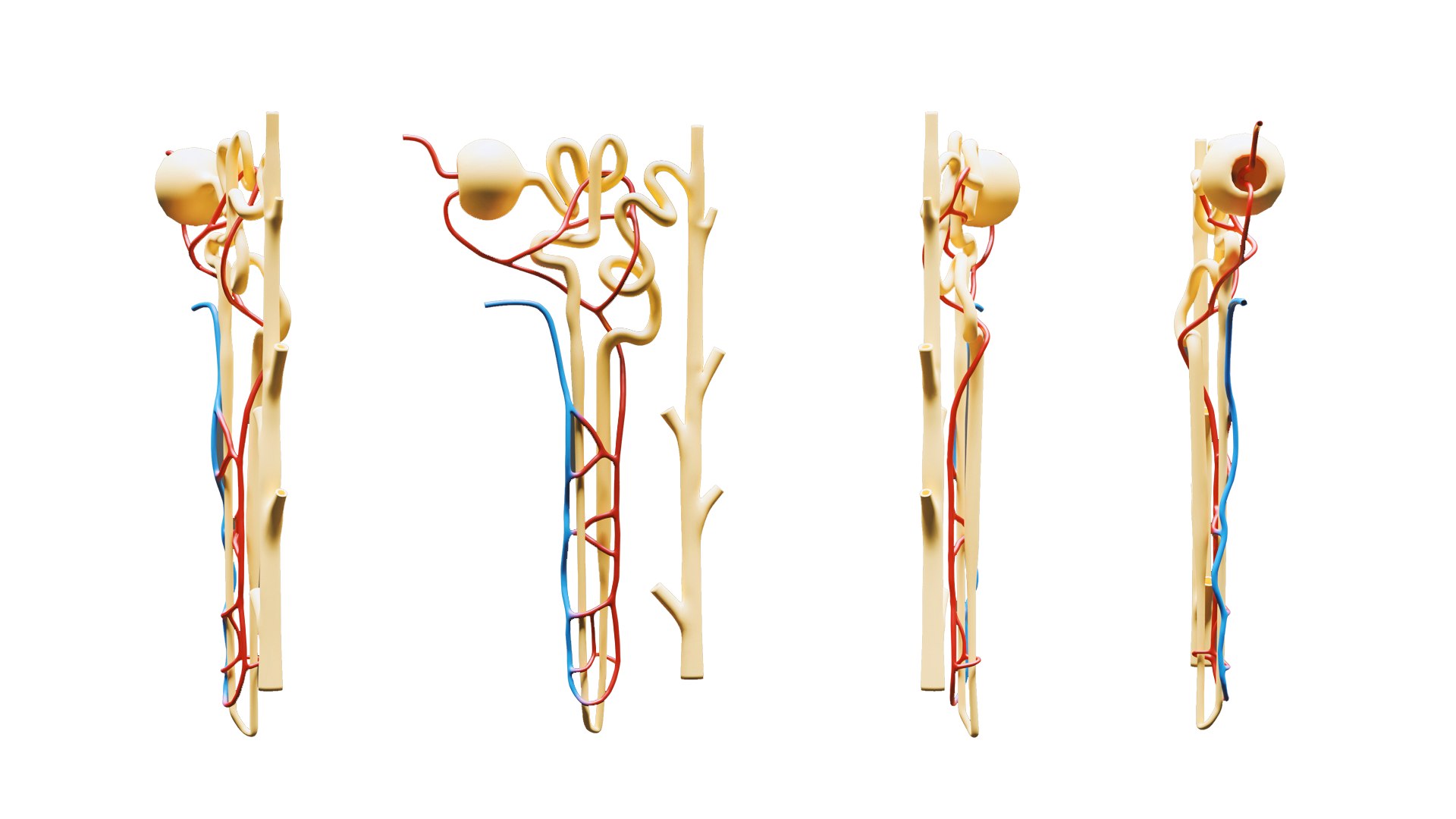 3D Kidney Nephron Structure Anatomy model - TurboSquid 2035274