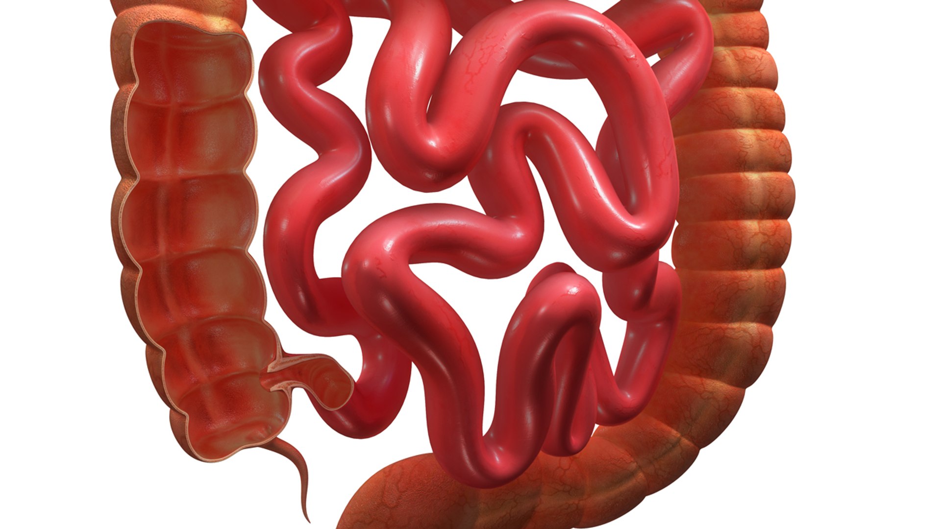 3d Small Large Intestine