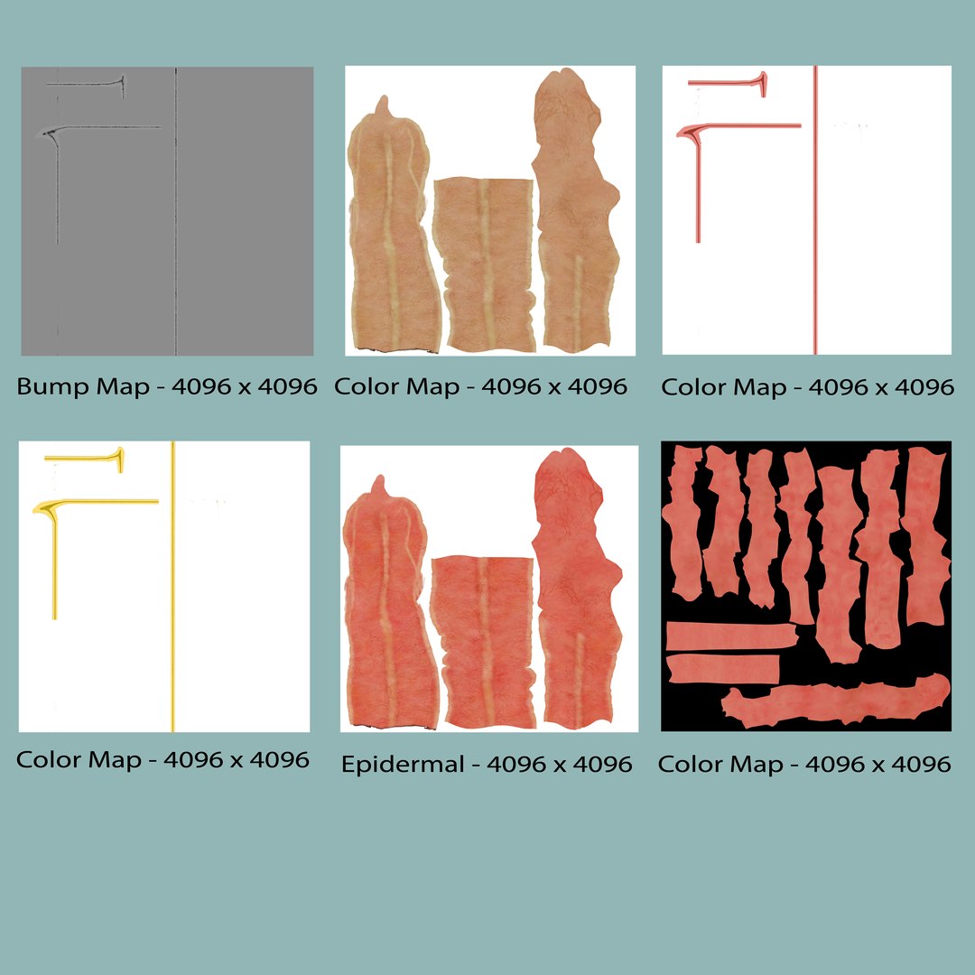 3d Small Large Intestine