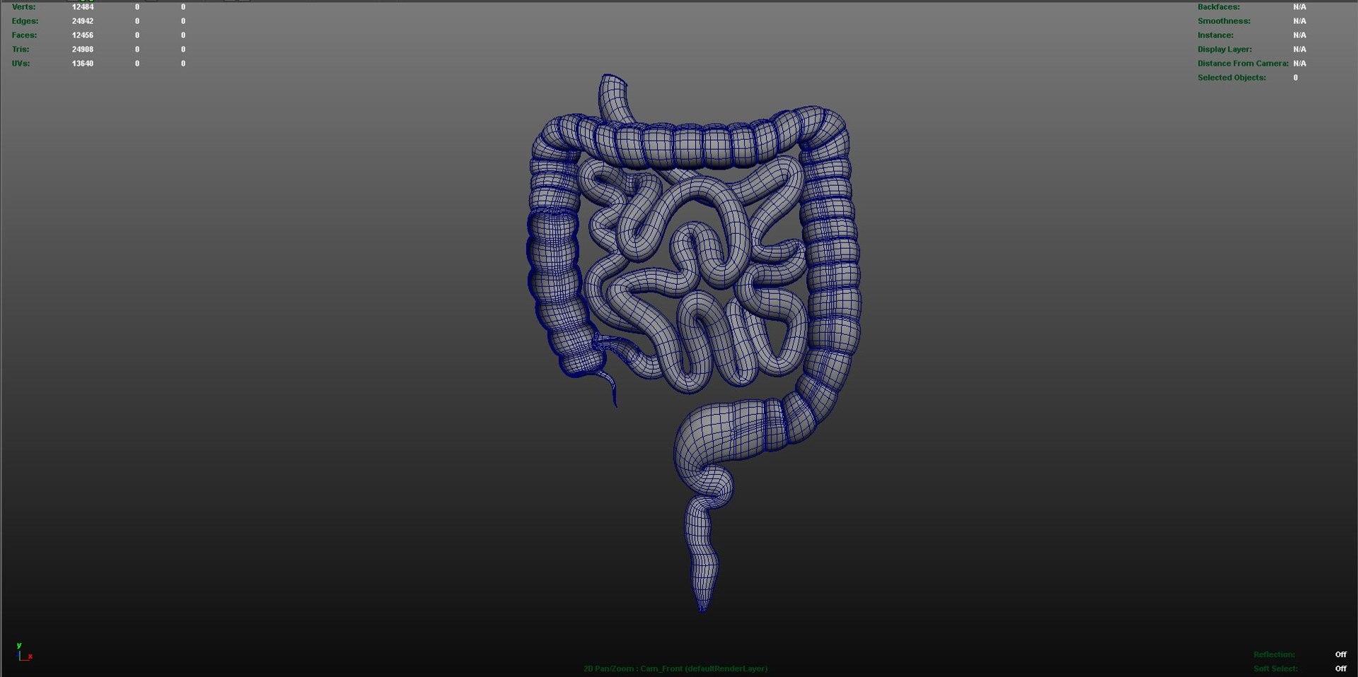 3d Small Large Intestine