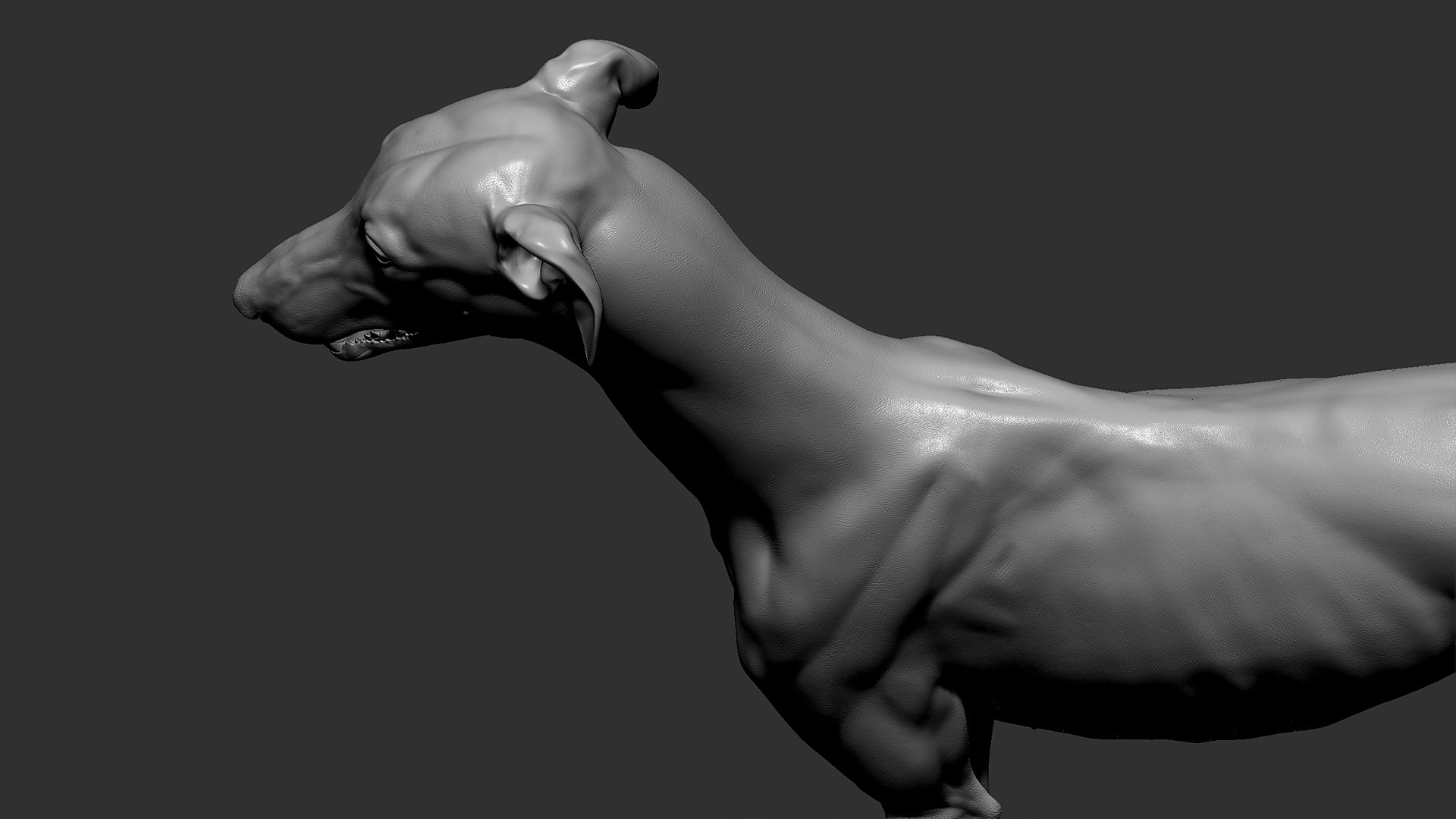 3D Greyhound Dog Hound Model - TurboSquid 1684201
