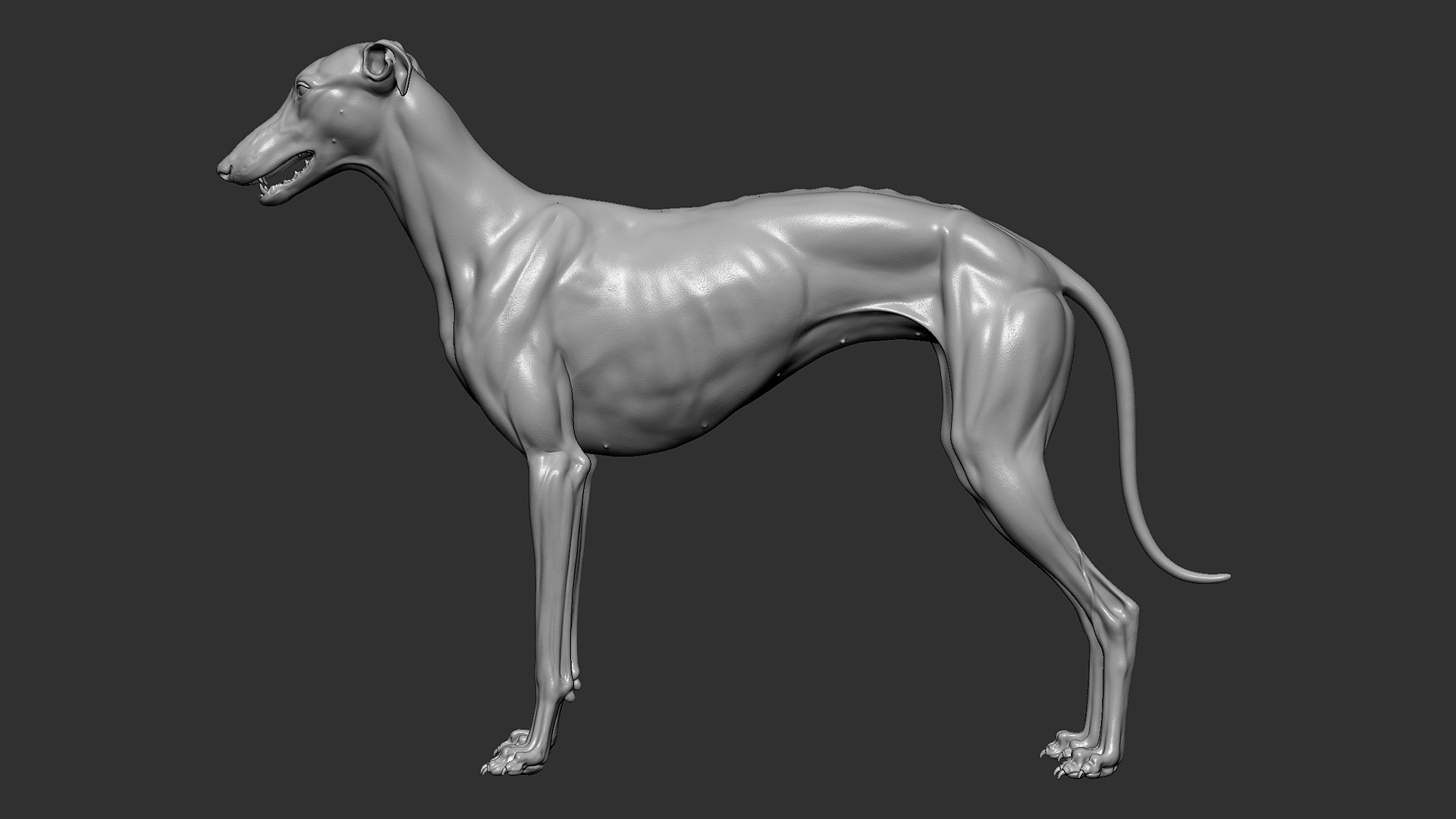 3D greyhound dog hound model - TurboSquid 1684201
