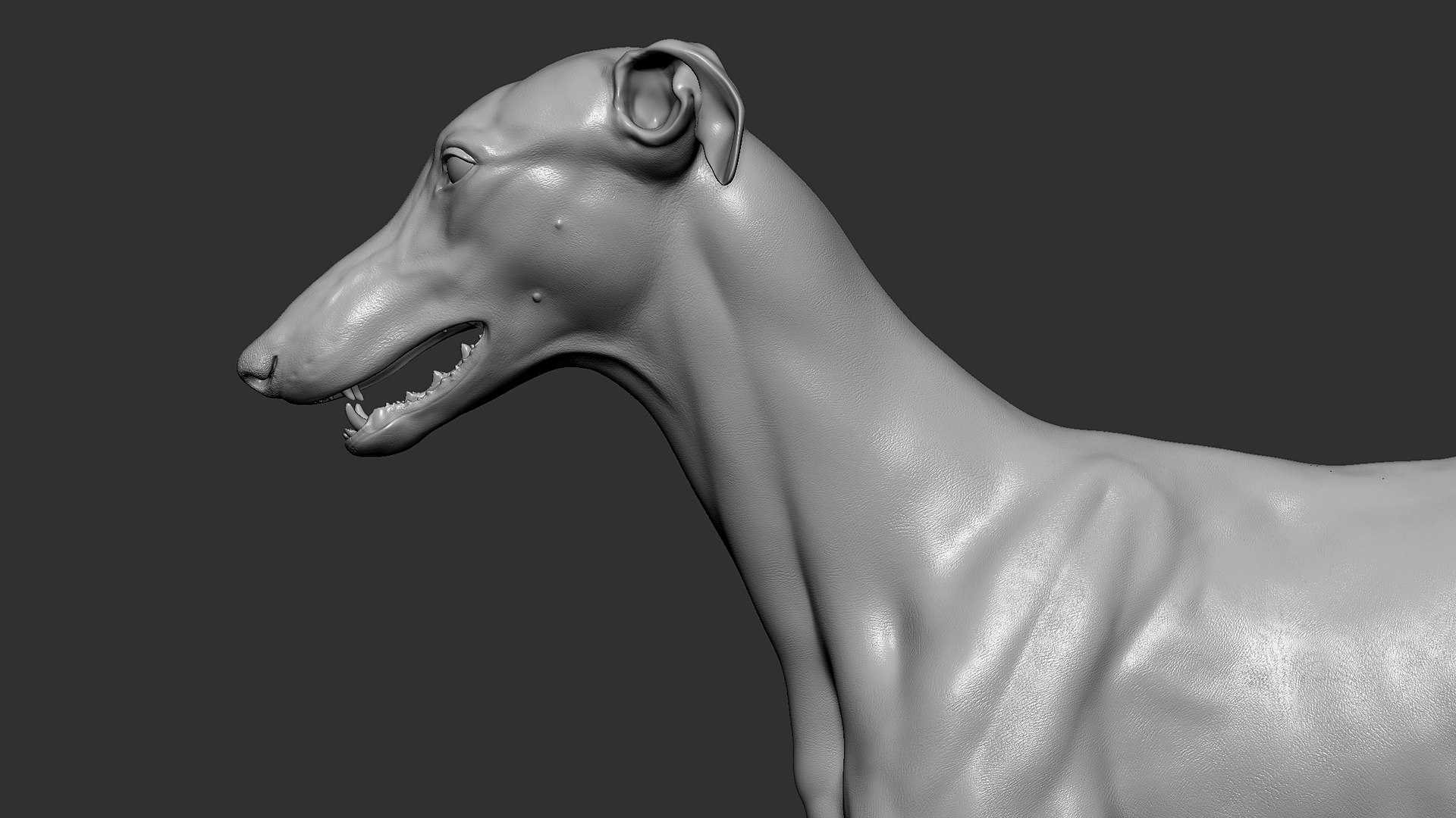 3D Greyhound Dog Hound Model - TurboSquid 1684201