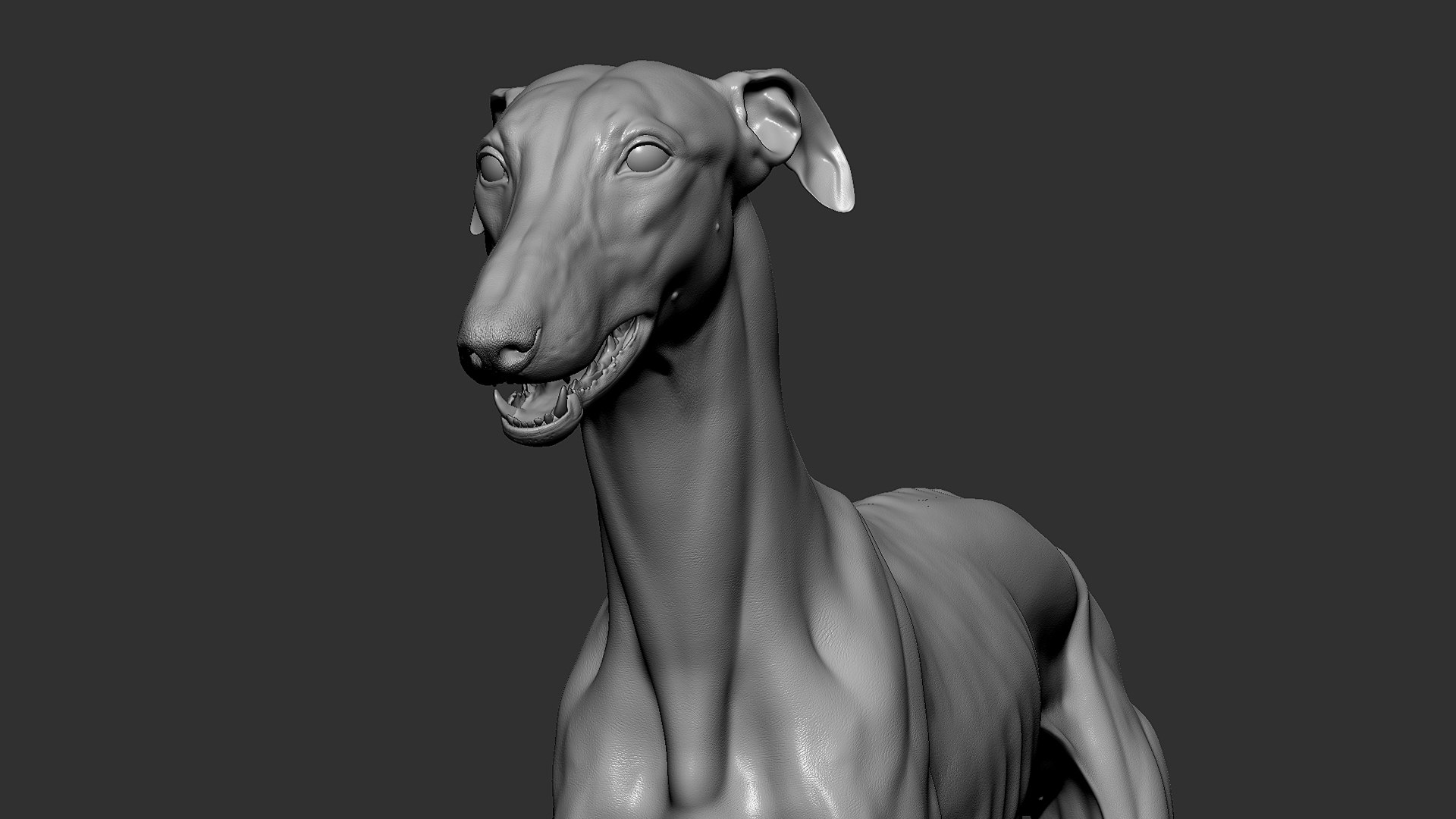 3D Greyhound Dog Hound Model - TurboSquid 1684201