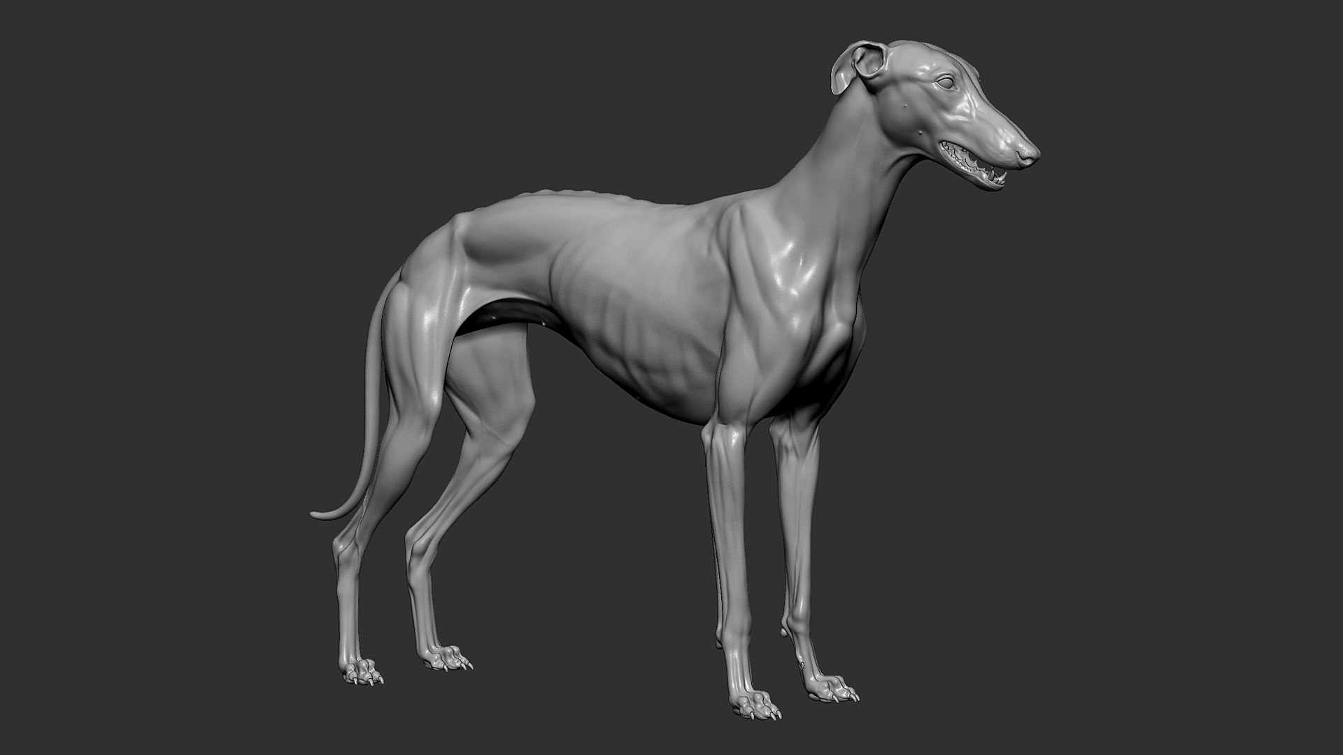 3D Greyhound Dog Hound Model - TurboSquid 1684201