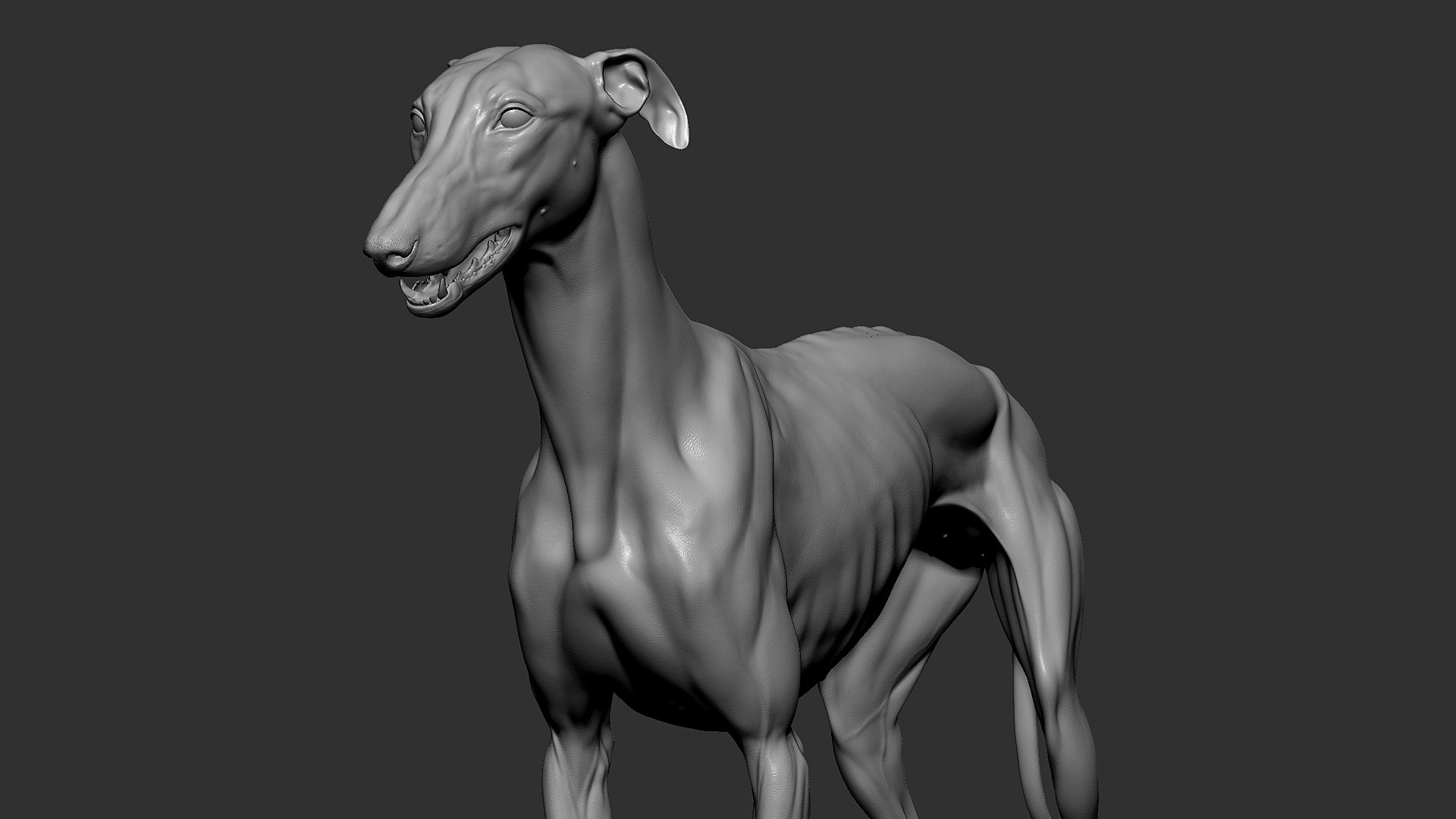 3D Greyhound Dog Hound Model - TurboSquid 1684201
