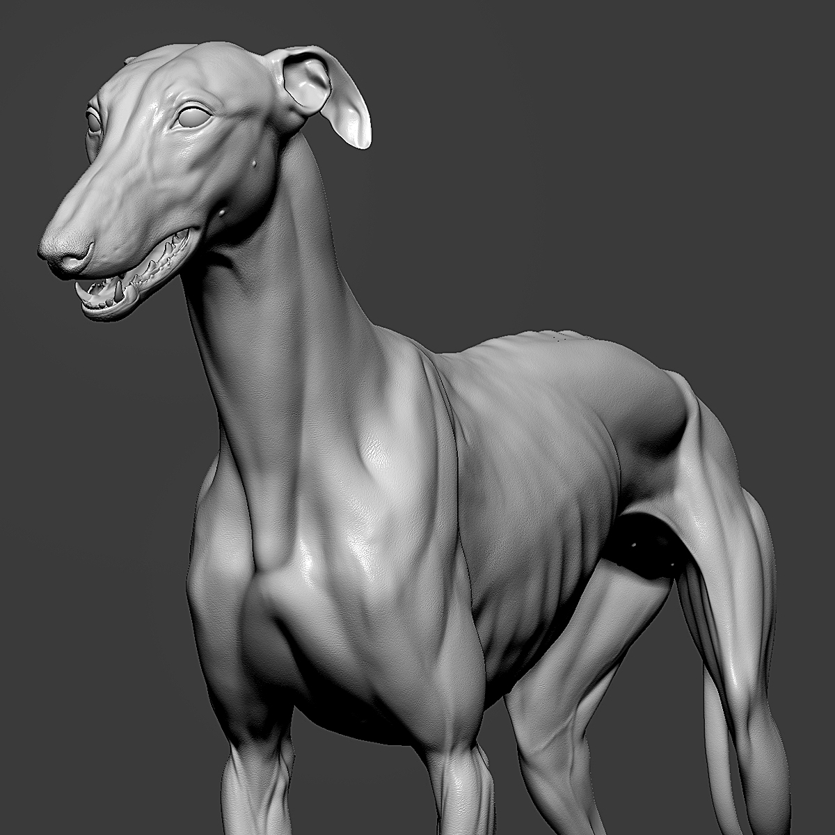 3D greyhound dog hound model - TurboSquid 1684201