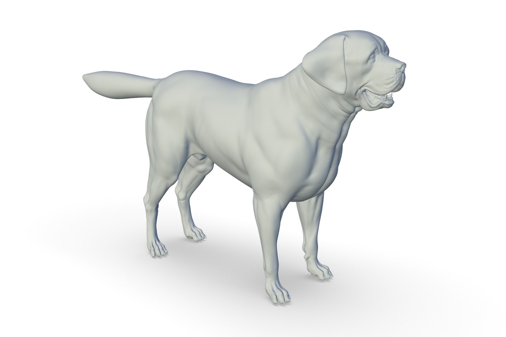 Saint Bernard 3D Model - TurboSquid 2217307