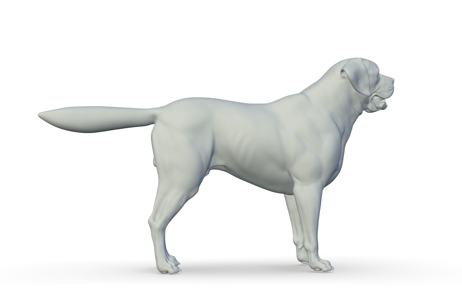 Saint Bernard 3D Model - TurboSquid 2217307