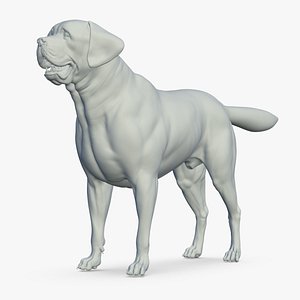 3D Saint Bernard Models - Browse & Download Formats - TurboSquid