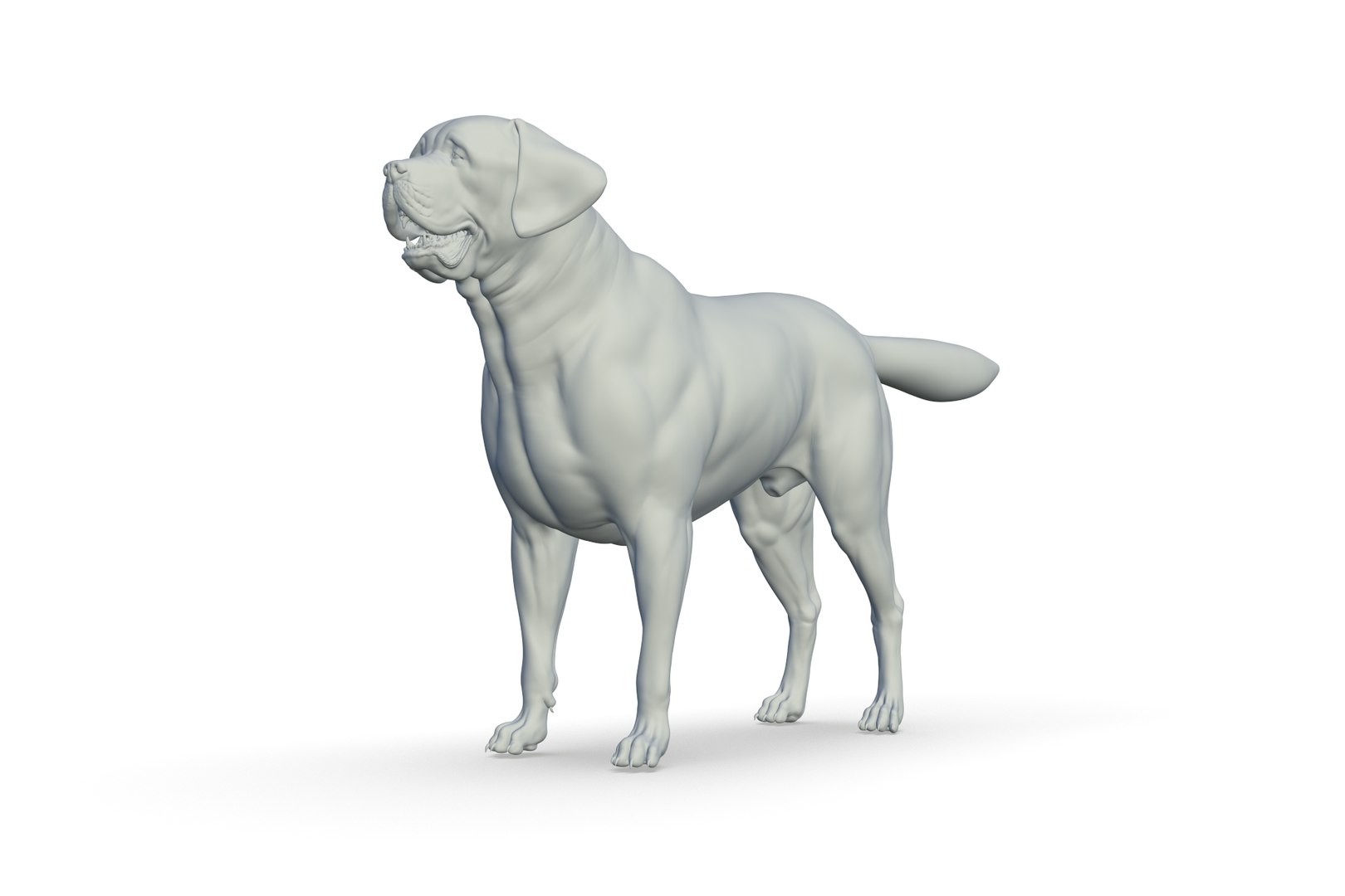 Saint Bernard 3D Model - TurboSquid 2217307