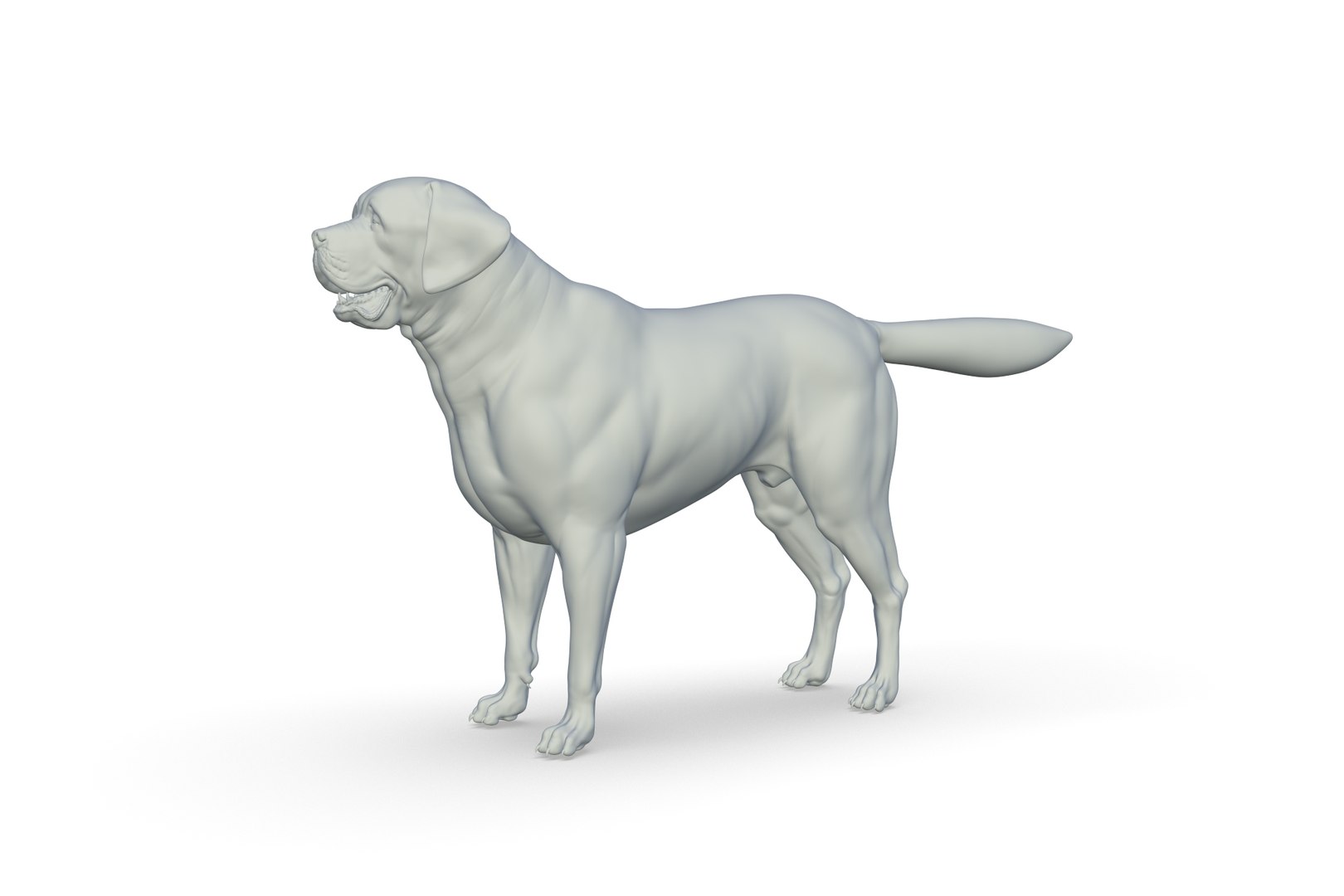 Saint Bernard 3D Model - TurboSquid 2217307
