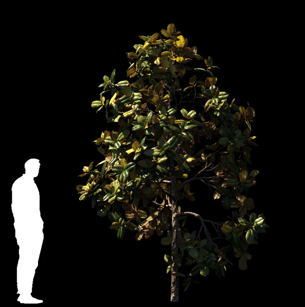 Magnolia Tree Trunk Model - TurboSquid 1531636