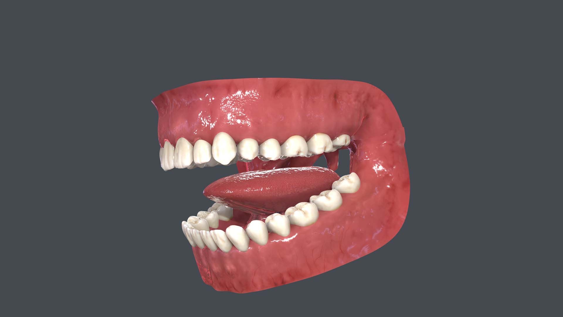 3D Human Mouth Teeth Tongue Model - TurboSquid 2218817