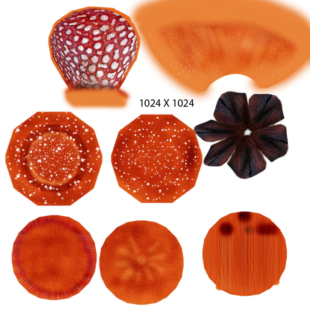 Rafflesia Flowering 3d Model