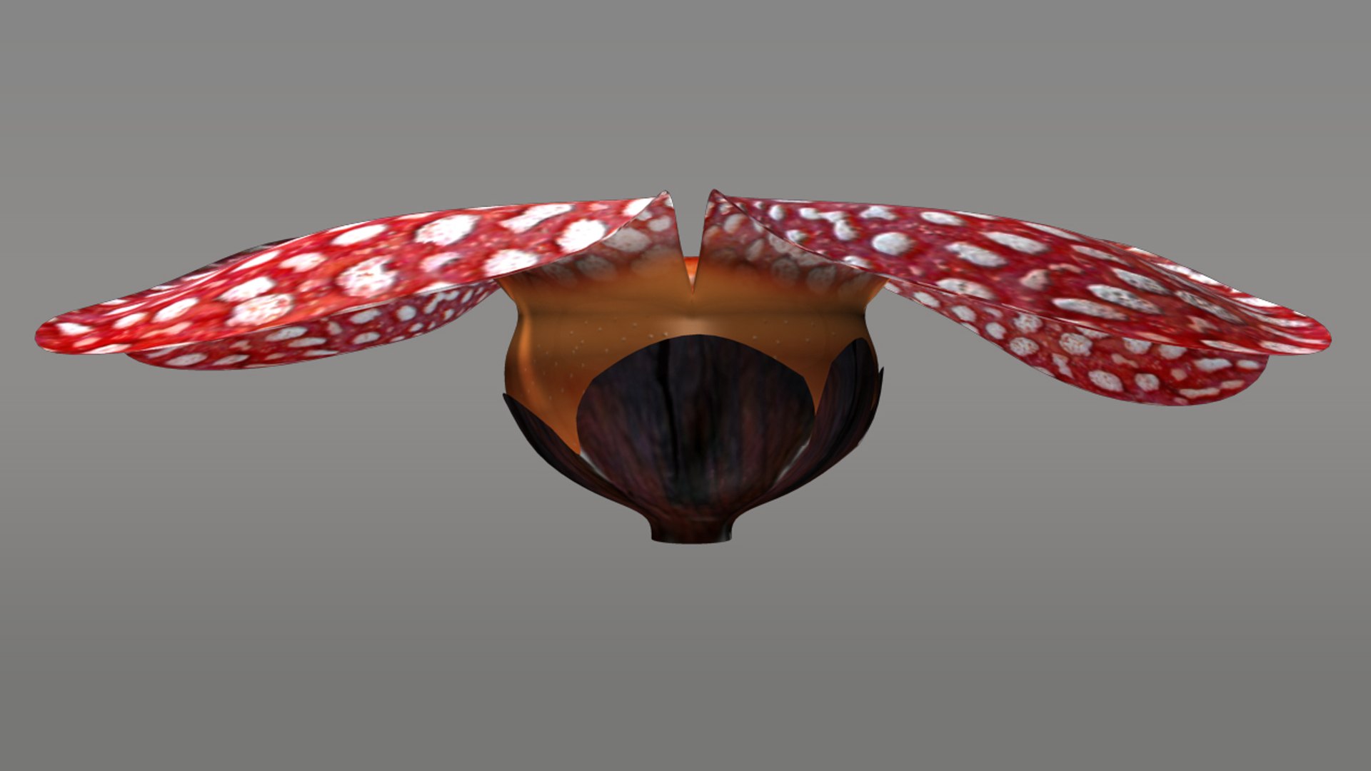 Rafflesia Flowering 3d Model