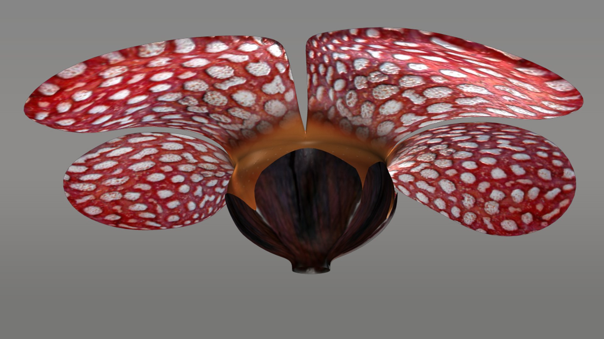Rafflesia Flowering 3d Model