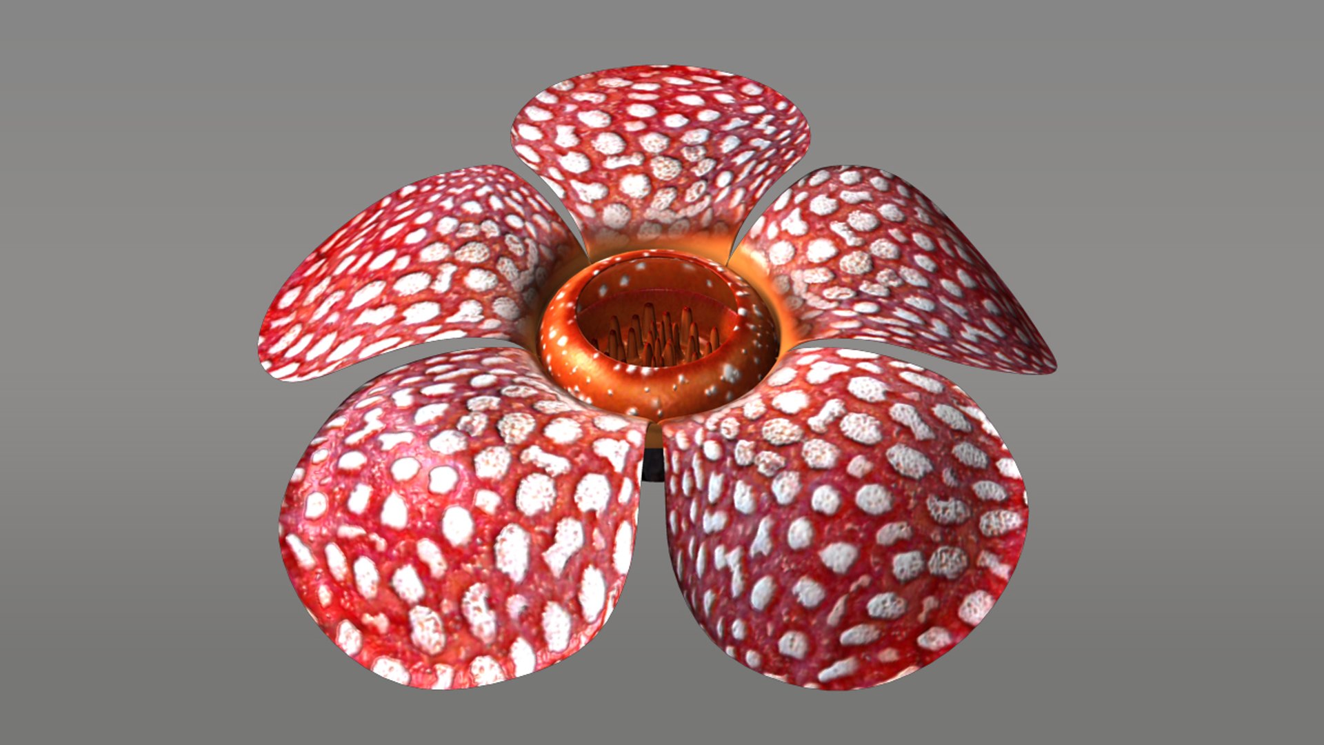 Rafflesia Flowering 3d Model