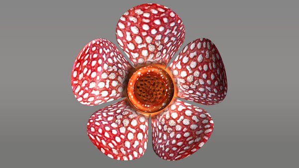 rafflesia flowering 3d model