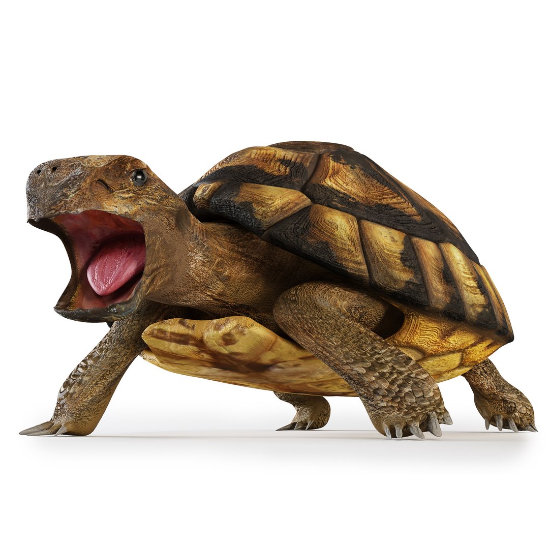 3D Turtles Model - TurboSquid 2061602