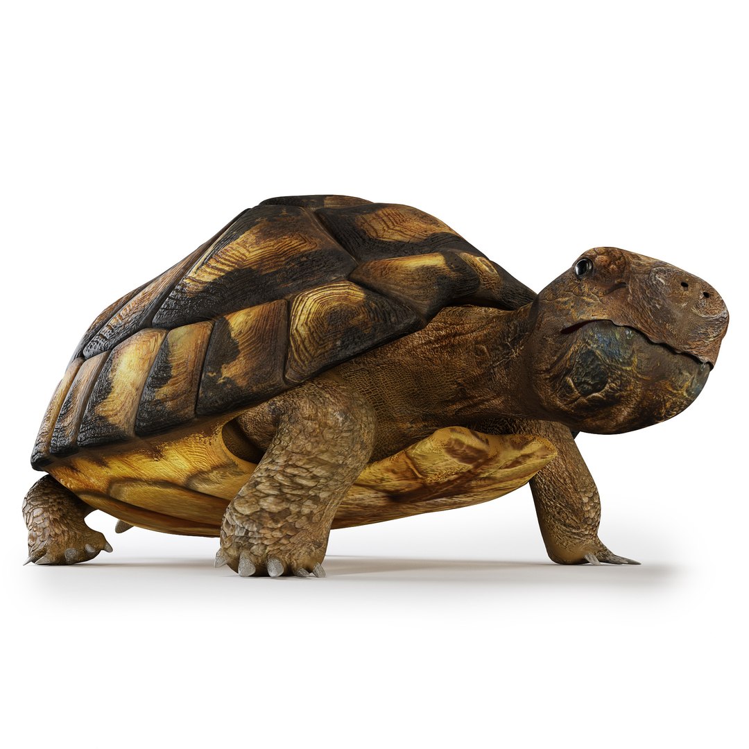 3D Turtles Model - TurboSquid 2061602