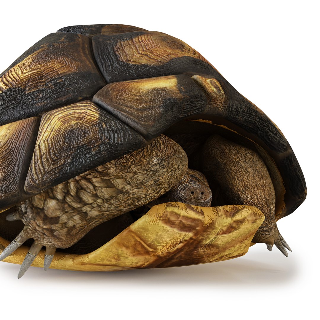 3D Turtles Model - TurboSquid 2061602