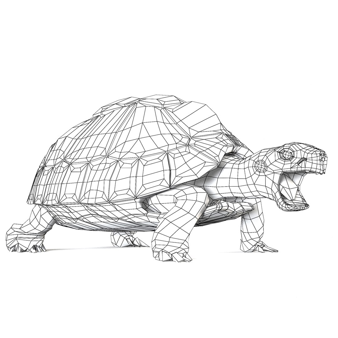 3D Turtles model - TurboSquid 2061602