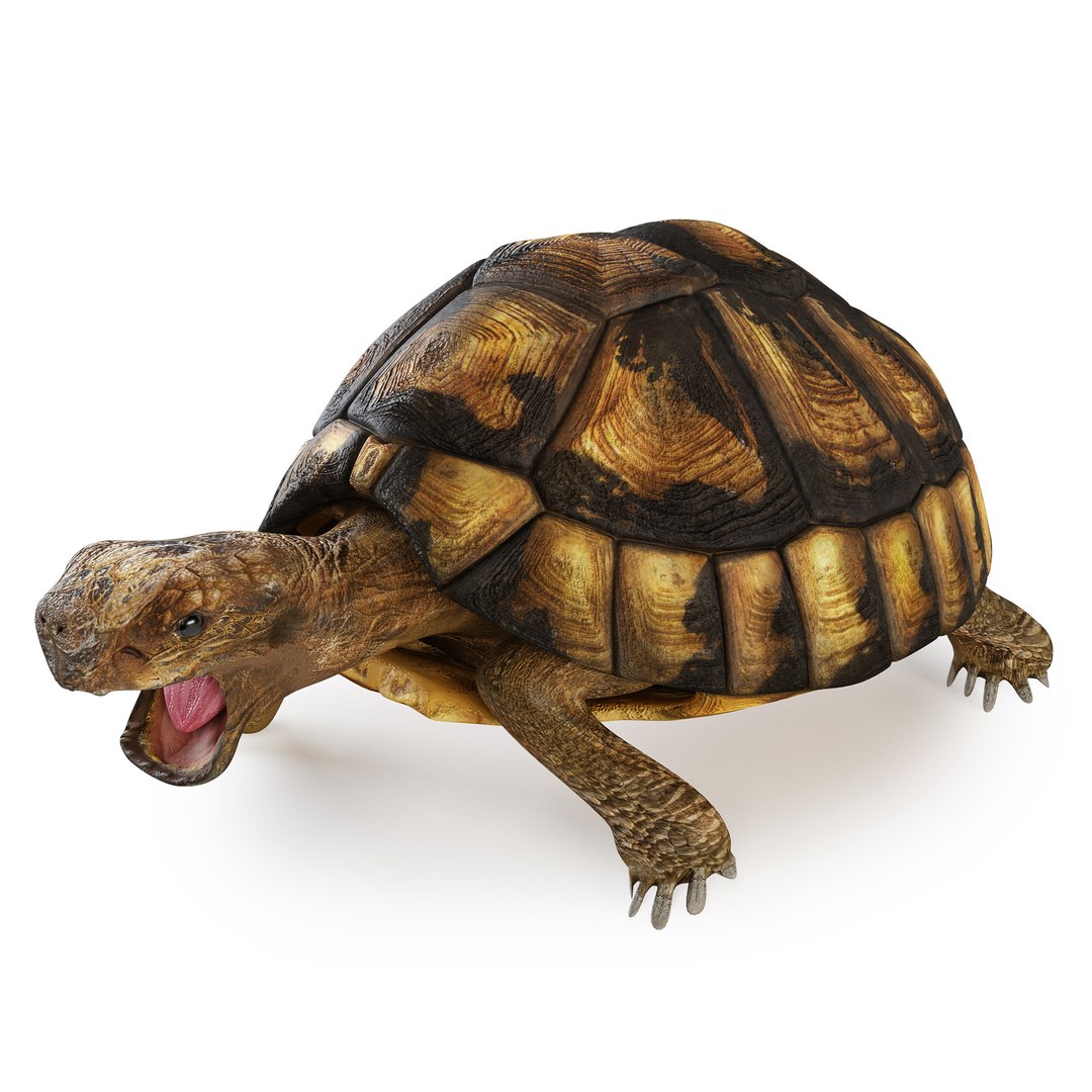 3D Turtles Model - TurboSquid 2061602