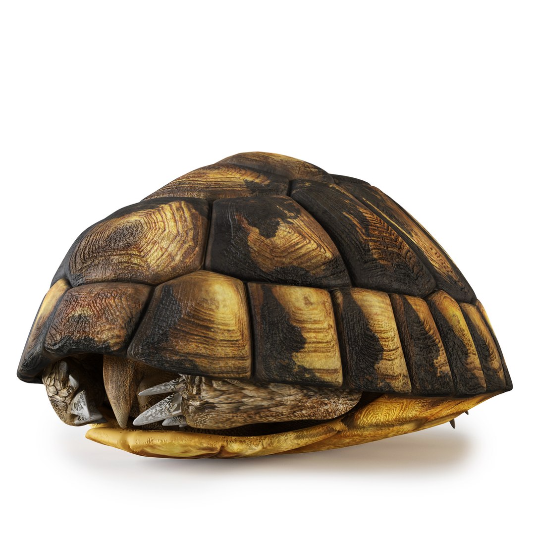 3D Turtles Model - TurboSquid 2061602