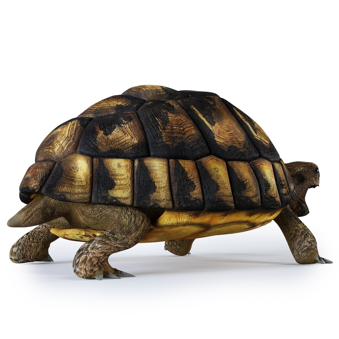 3D Turtles Model - TurboSquid 2061602