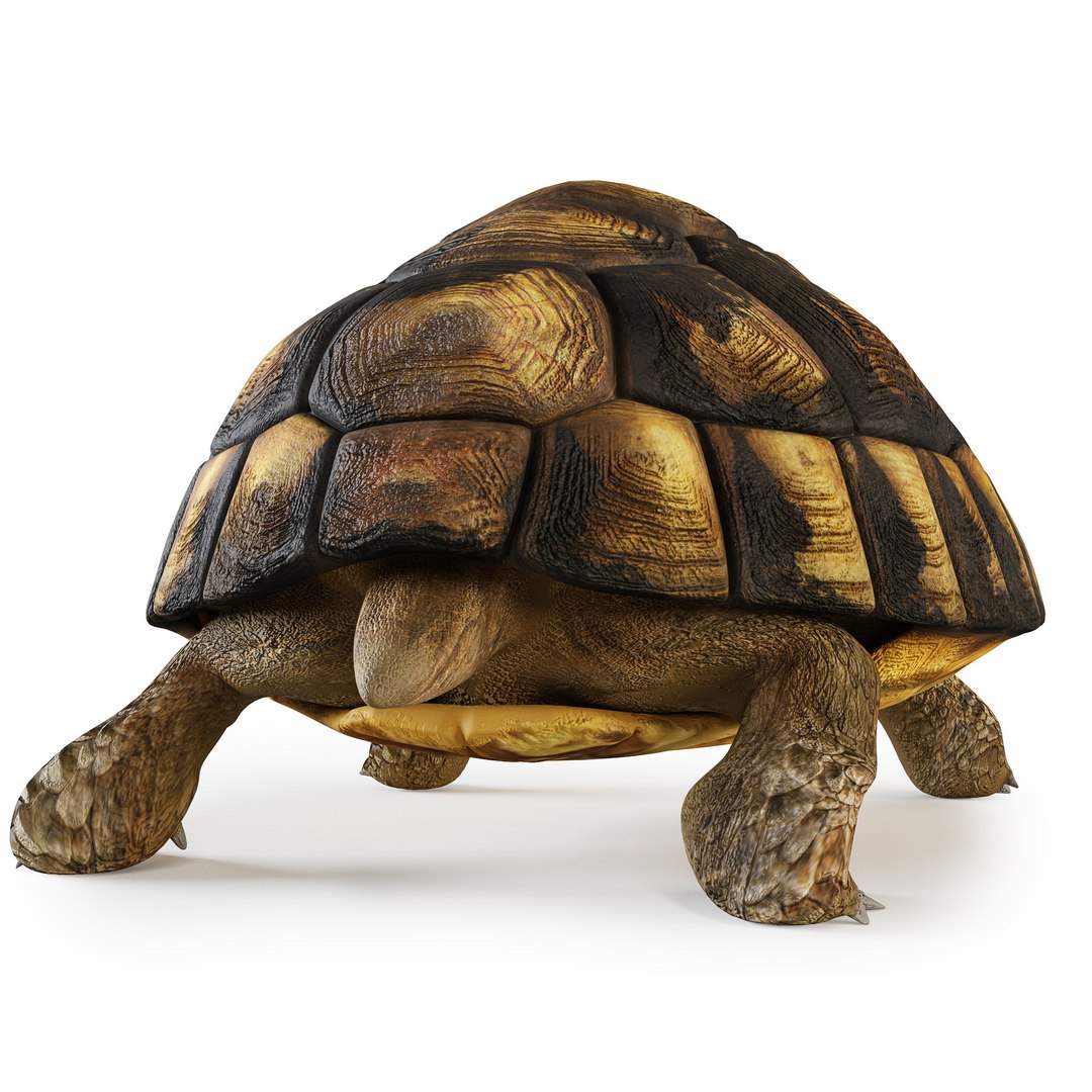 3D Turtles Model - TurboSquid 2061602