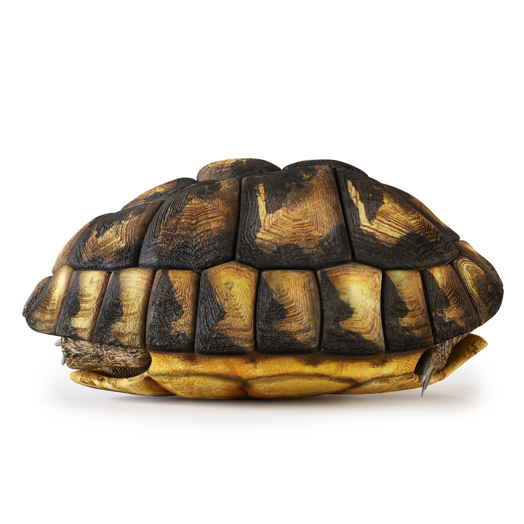 3D Turtles Model - TurboSquid 2061602