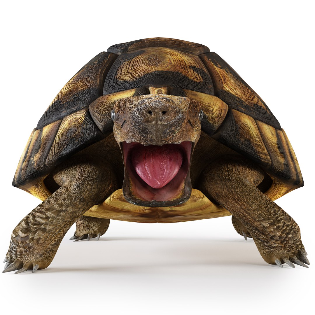 3D Turtles Model - TurboSquid 2061602