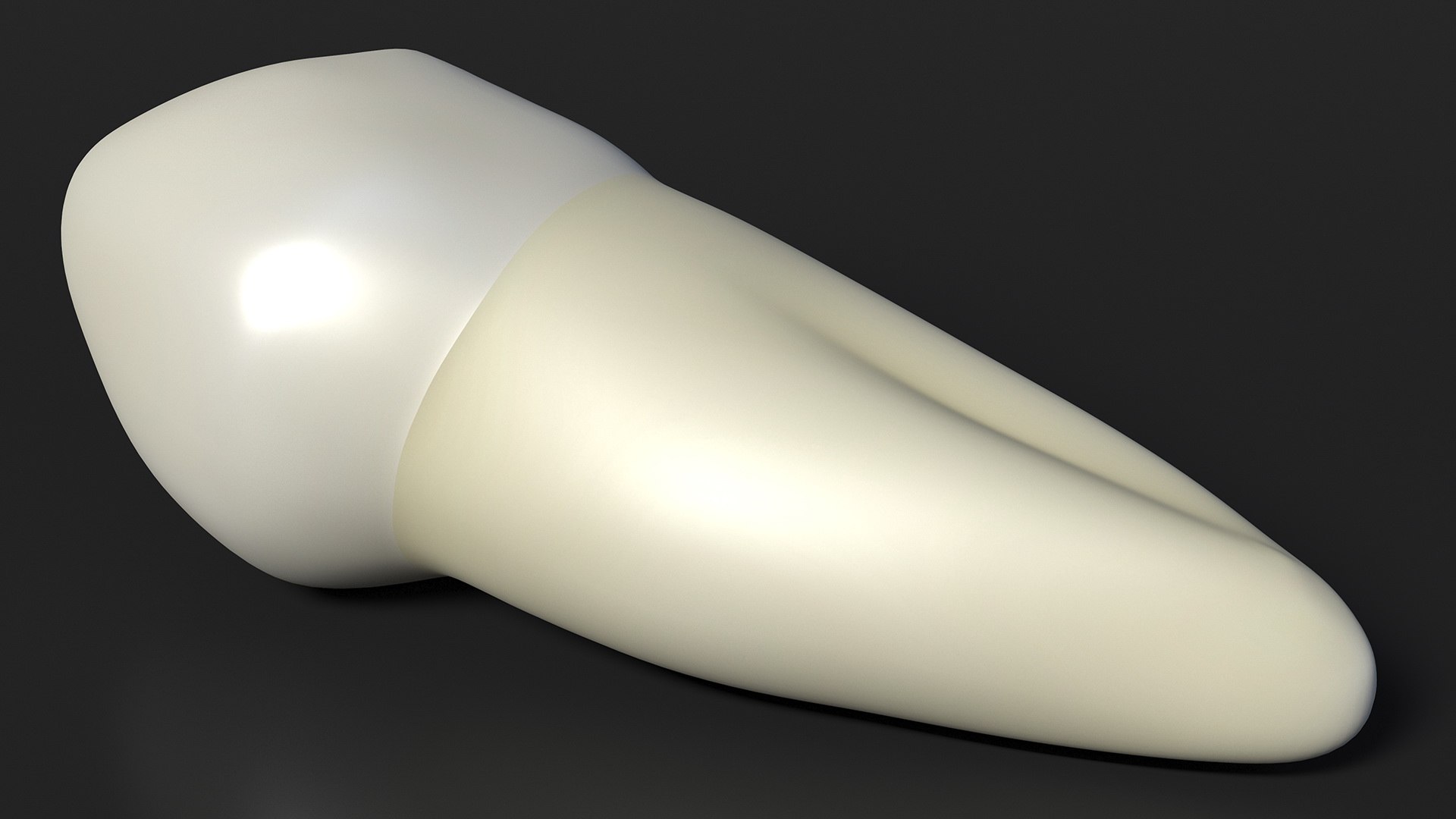 Canine Tooth Human 3D - TurboSquid 2139732